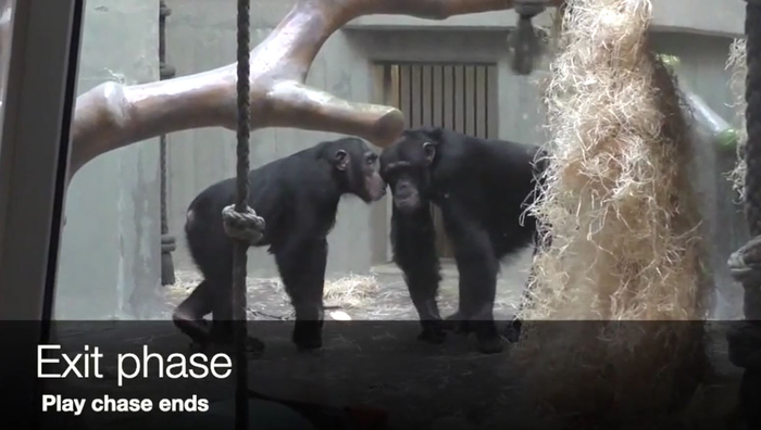 Like humans, apes communicate to start and en | EurekAlert!