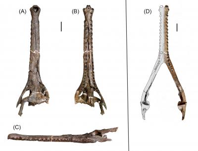 Gryposuchus pachakamue [IMAGE] | EurekAlert! Science News Releases