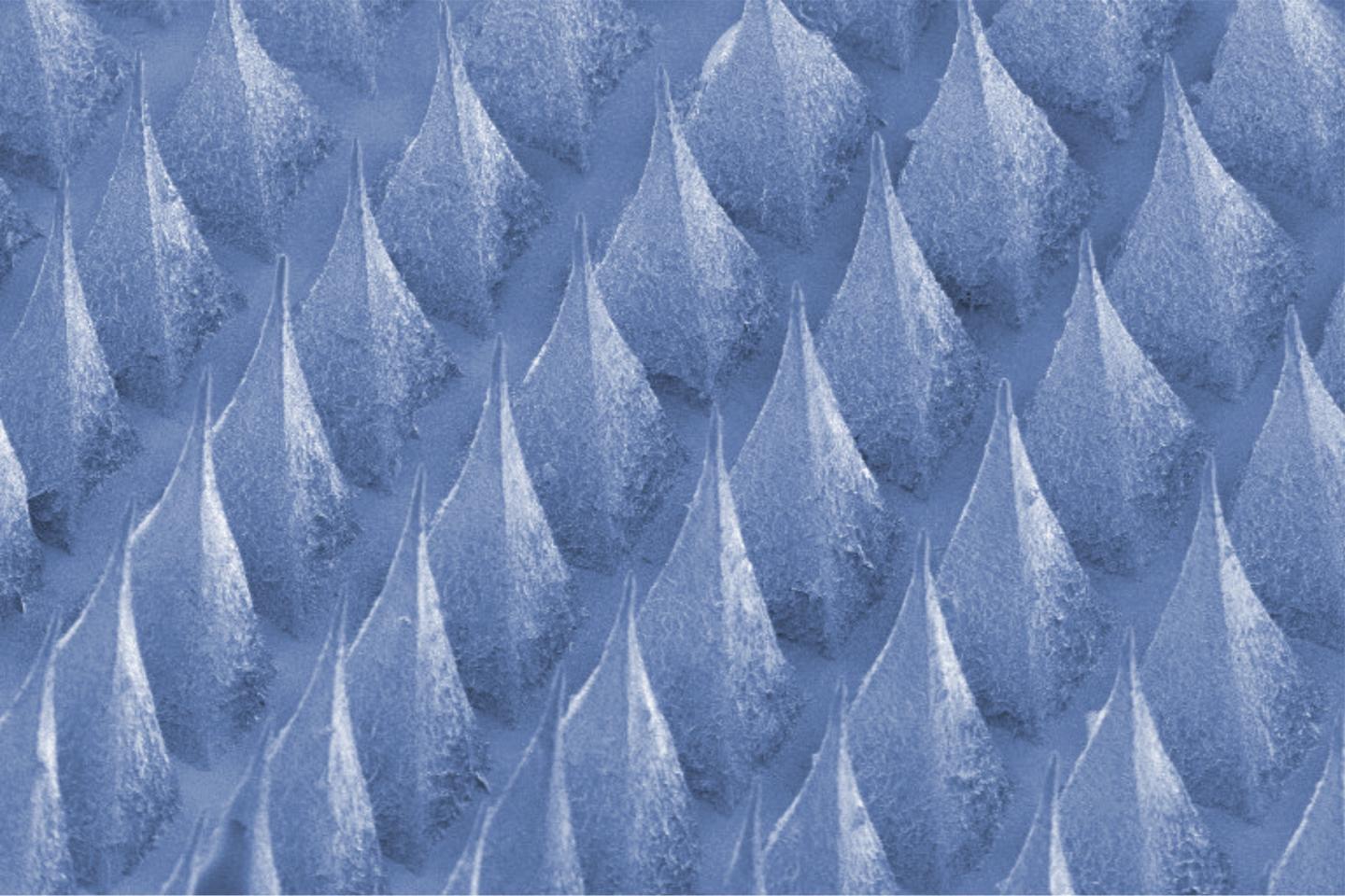 Blue Peaks Electron Microneedl [IMAGE] | EurekAlert! Science News Releases