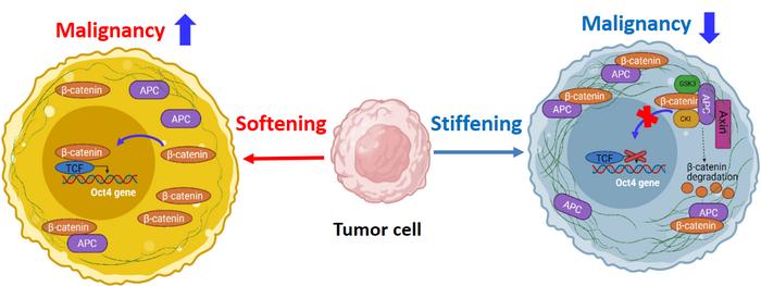 New Insights into the roles of cell mechanics | EurekAlert!