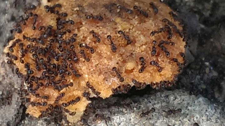 Inhabit(ants) of New York City: High diversit | EurekAlert!