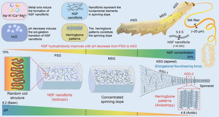 A schematic diagram of silkwor [IMAGE] | EurekAlert! Science News Releases