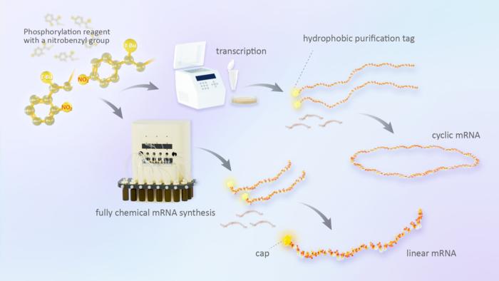 Figure 1 [IMAGE] | EurekAlert! Science News Releases