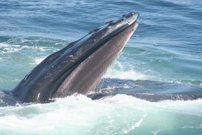 Whales Get Feeding Tips From T [IMAGE] | EurekAlert! Science News Releases