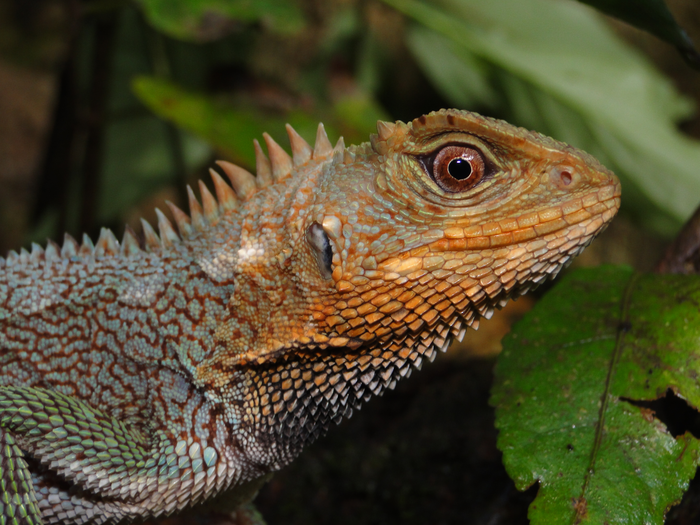 New beautiful, dragon-like species of lizard | EurekAlert!