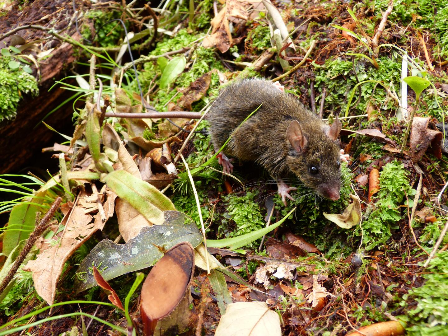 Worm-eating mice reveal how evolution works o | EurekAlert!