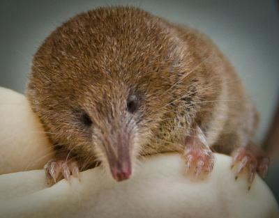 Pygmy shrew population in Ireland threatened | EurekAlert!
