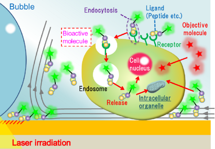 Light-induced acceleration of intracellular d | EurekAlert!