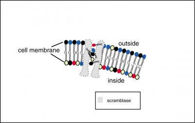 Scramblase [IMAGE] | EurekAlert! Science News Releases