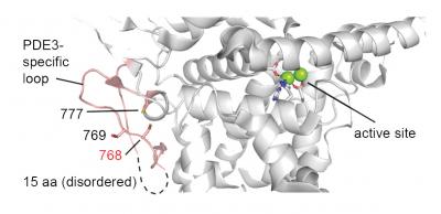 Copper Binding to Enzyme [IMAGE] | EurekAlert! Science News Releases