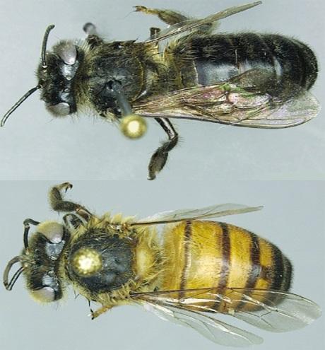Mountain Honey Bees Have Ancie [IMAGE] | EurekAlert! Science News Releases