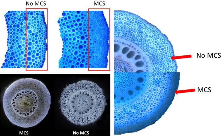 root schematic [IMAGE] | EurekAlert! Science News Releases