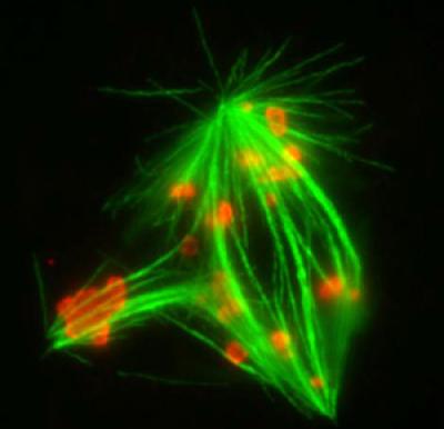 Abnormal Mitotic Spindle [IMAGE] | EurekAlert! Science News Releases