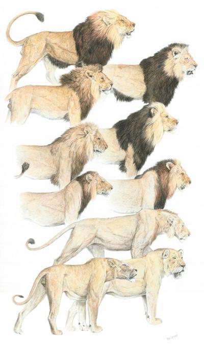 Color Lion Plate [IMAGE] | EurekAlert! Science News Releases