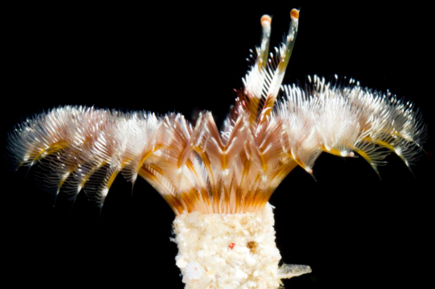 Evolution of fan worm eyes | EurekAlert!