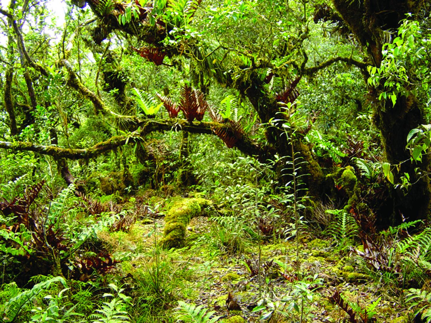 Luzon Forest [IMAGE] | EurekAlert! Science News Releases