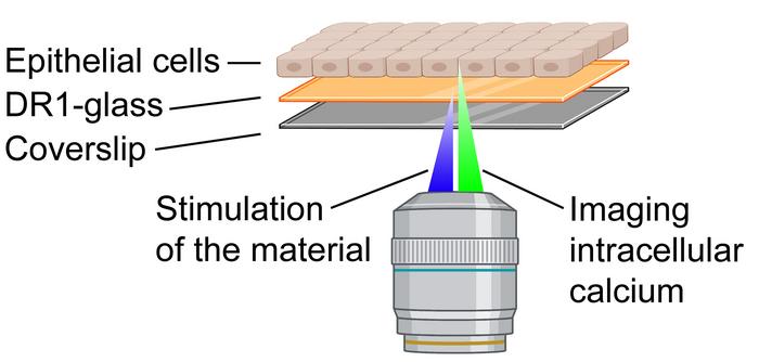 Calcium signals from cells gro [IMAGE] | EurekAlert! Science News Releases