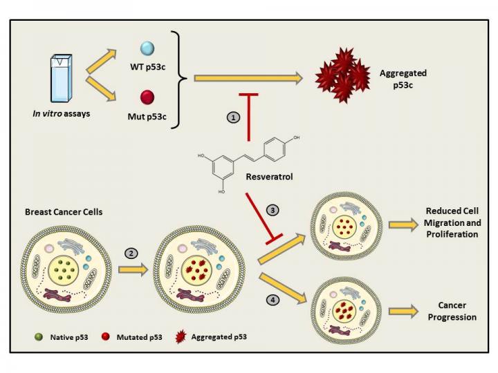 Inhibition of p53 Amyloid Aggr [IMAGE] | EurekAlert! Science News Releases