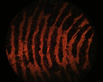 New advance in revolutionary 'bullet fingerpr | EurekAlert!