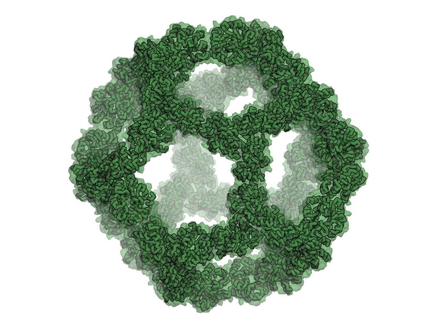 Icosahedral Protein Nanocage D [IMAGE] | EurekAlert! Science News Releases