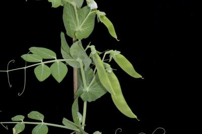 Pea Pods [IMAGE] | EurekAlert! Science News Releases
