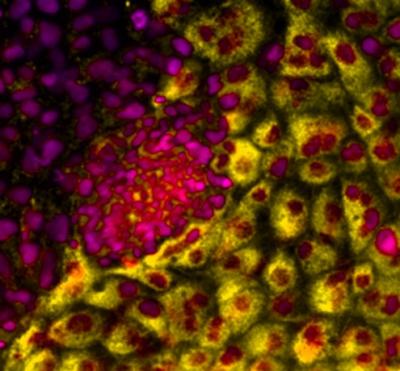 Stem Cell Endoderm [IMAGE] | EurekAlert! Science News Releases