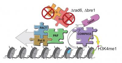Context-dependent Function of [IMAGE] | EurekAlert! Science News Releases