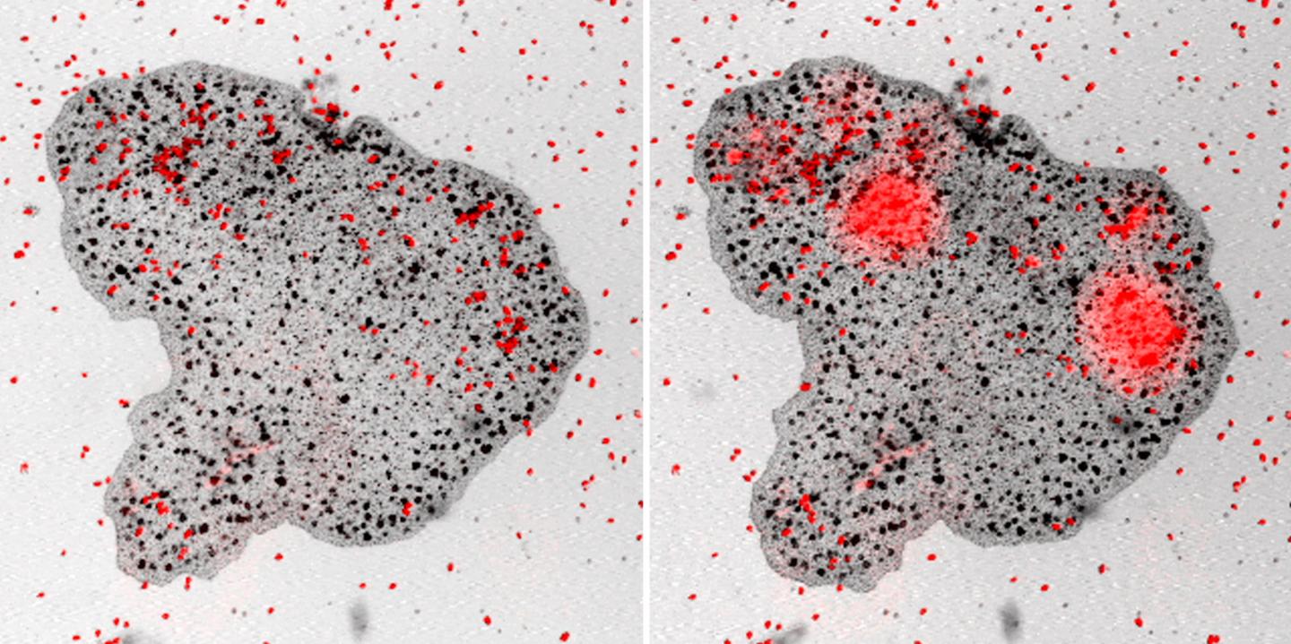 Animal without synapses feeds by external dig | EurekAlert!