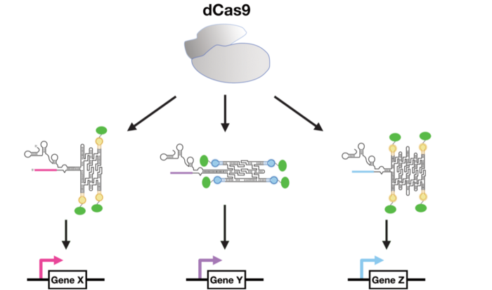 CRISPR-dCas9 and sgRNA – RNA o [IMAGE] | EurekAlert! Science News Releases