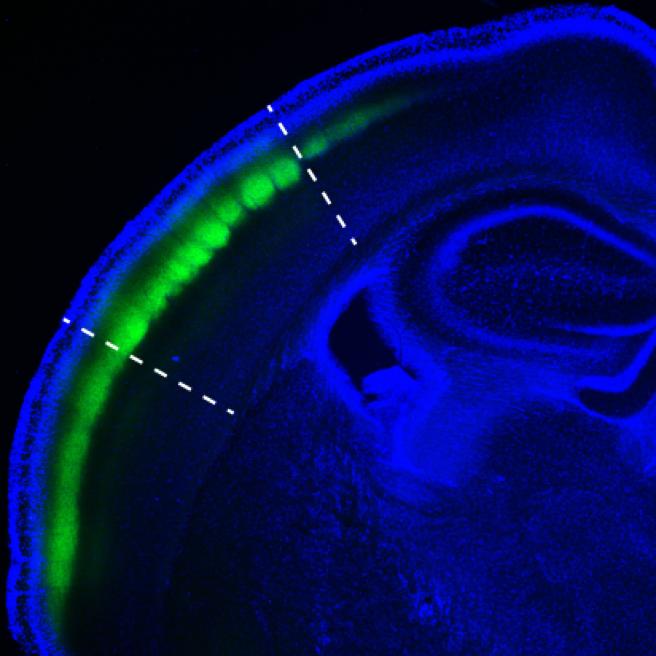 Barrel Cortex [IMAGE] | EurekAlert! Science News Releases
