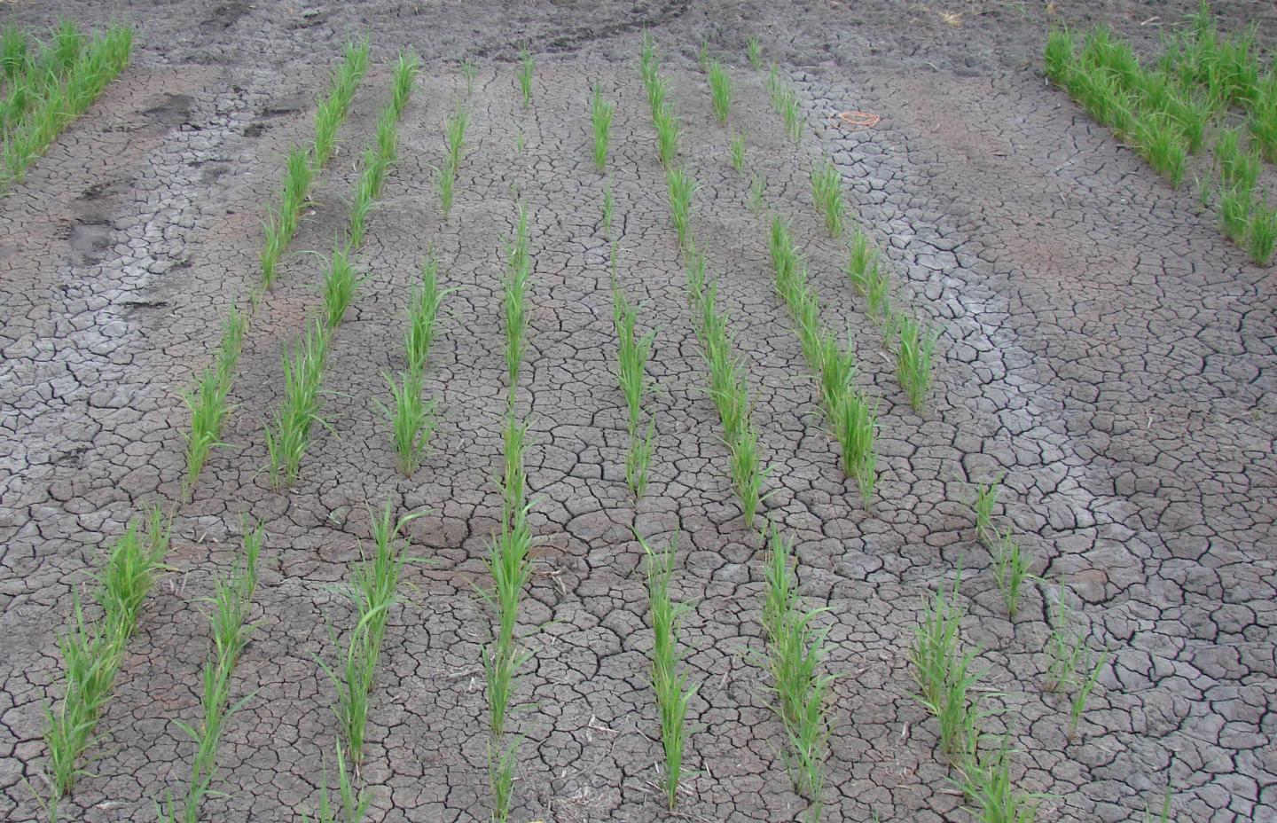 Recent study documents damage to rice crops b | EurekAlert!