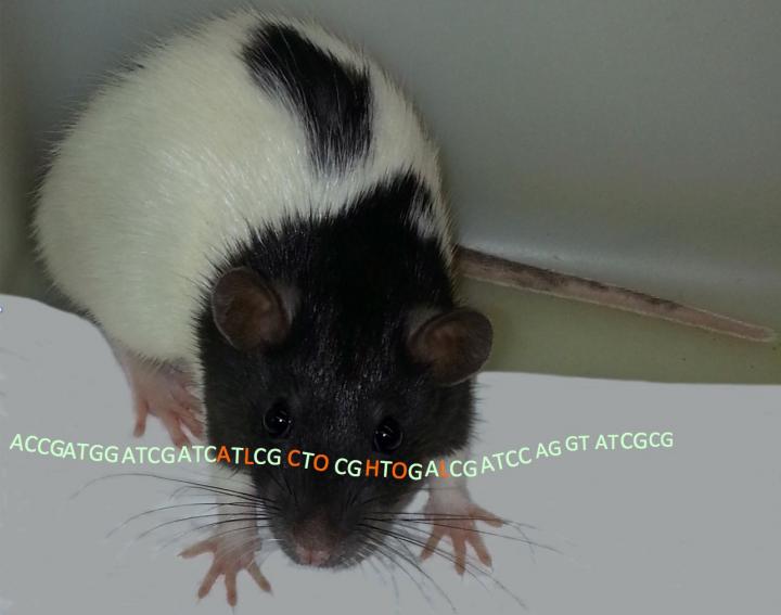 Rats with drinking problem provide genetic ba | EurekAlert!