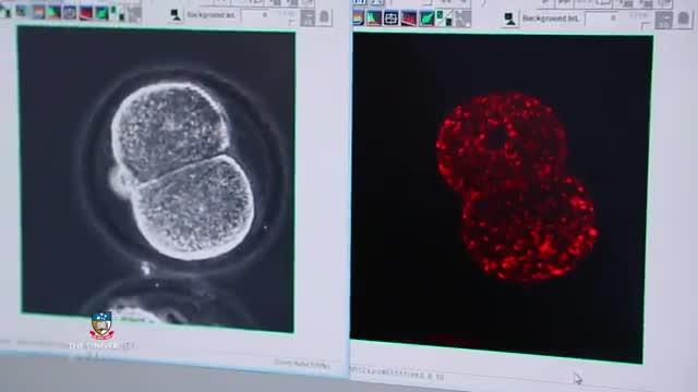 New technique takes guesswork out of IVF embr | EurekAlert!