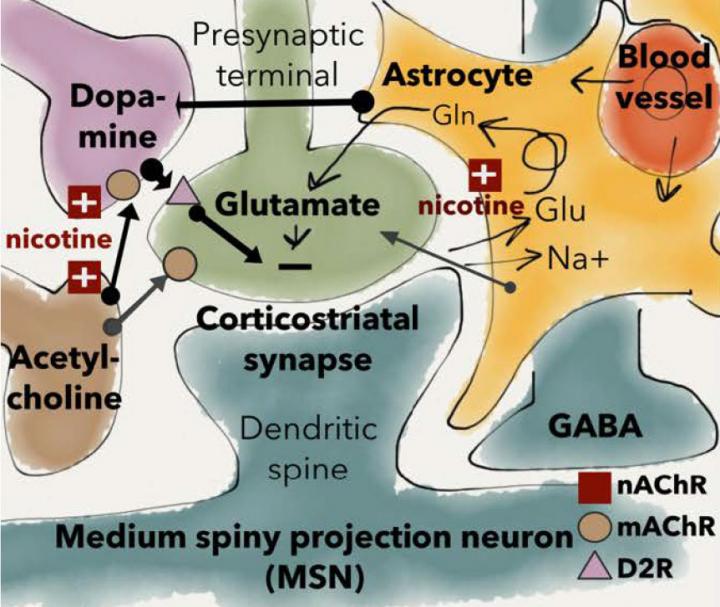 Nicotine Alters Neurotransmiss [IMAGE] | EurekAlert! Science News Releases