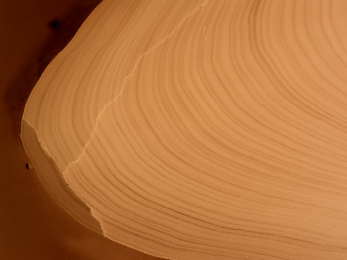 shell zoomed in [IMAGE] | EurekAlert! Science News Releases