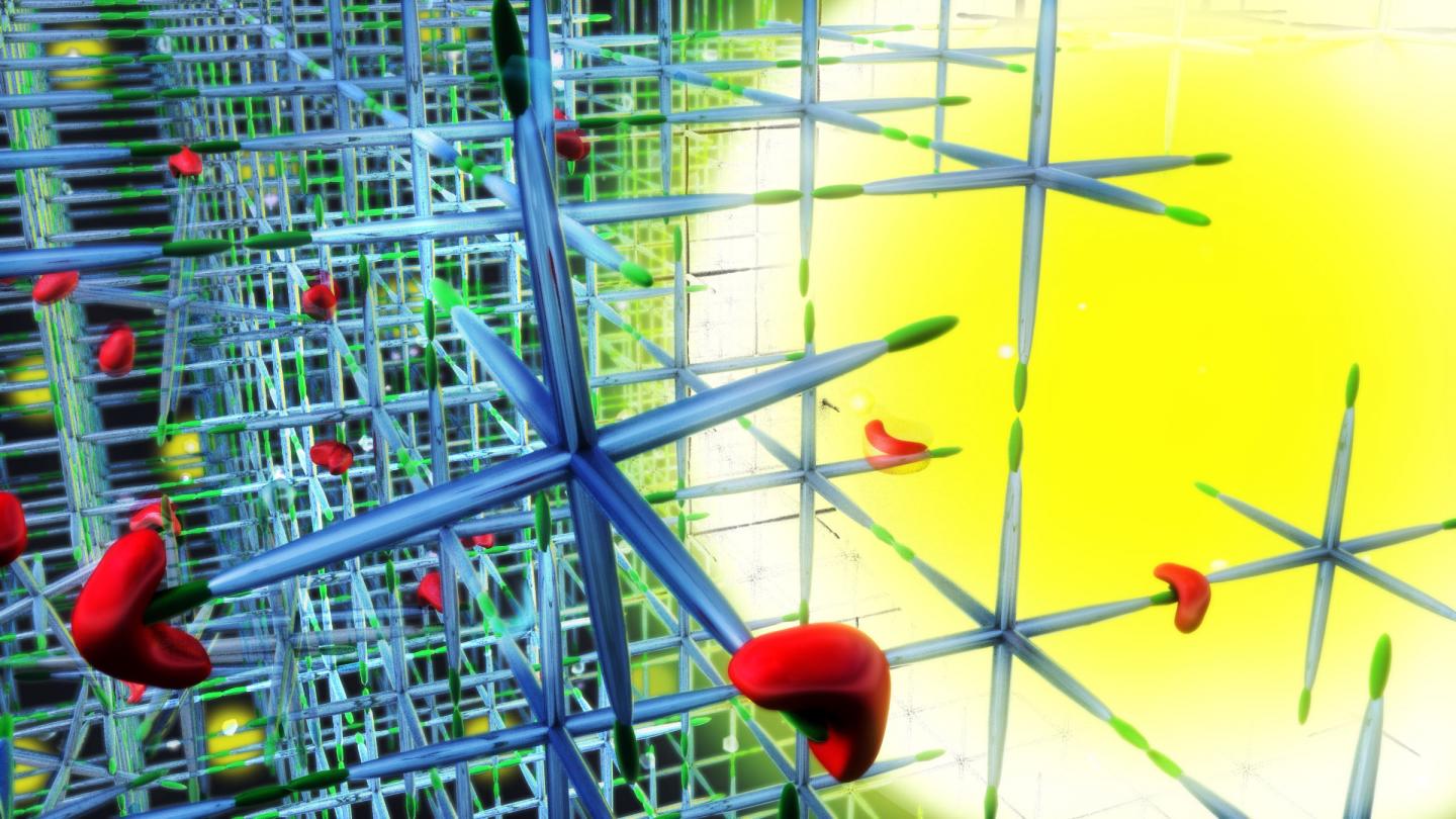 A Grid-Like Matrix [IMAGE] | EurekAlert! Science News Releases