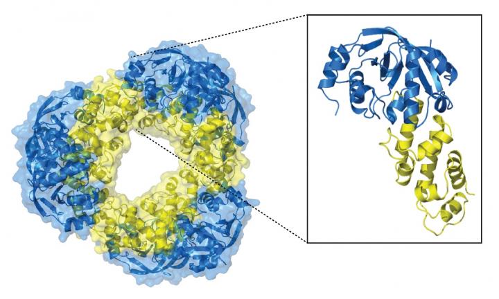 Toxin-Antitoxin System [IMAGE] | EurekAlert! Science News Releases