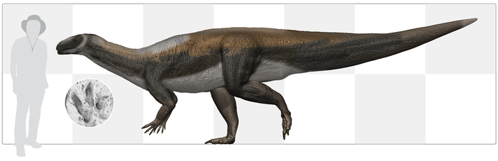 Prosauropod Scale [IMAGE] | EurekAlert! Science News Releases