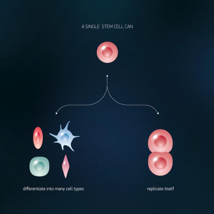 iPS Cells Features [IMAGE] | EurekAlert! Science News Releases