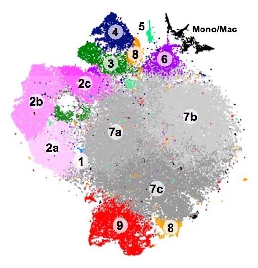 Drop-seq RNA Profiling [IMAGE] | EurekAlert! Science News Releases