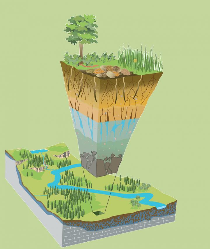 The Top of the Forest Canopy [IMAGE] | EurekAlert! Science News Releases