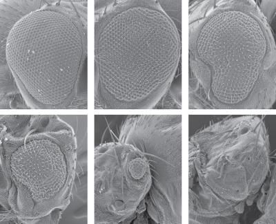 Fruit Fly Eyes [IMAGE] | EurekAlert! Science News Releases