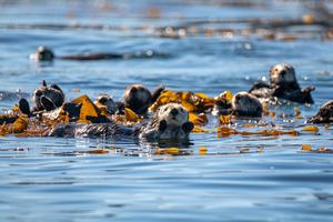 Monterey Bay Aquarium study shows sea otters | EurekAlert!