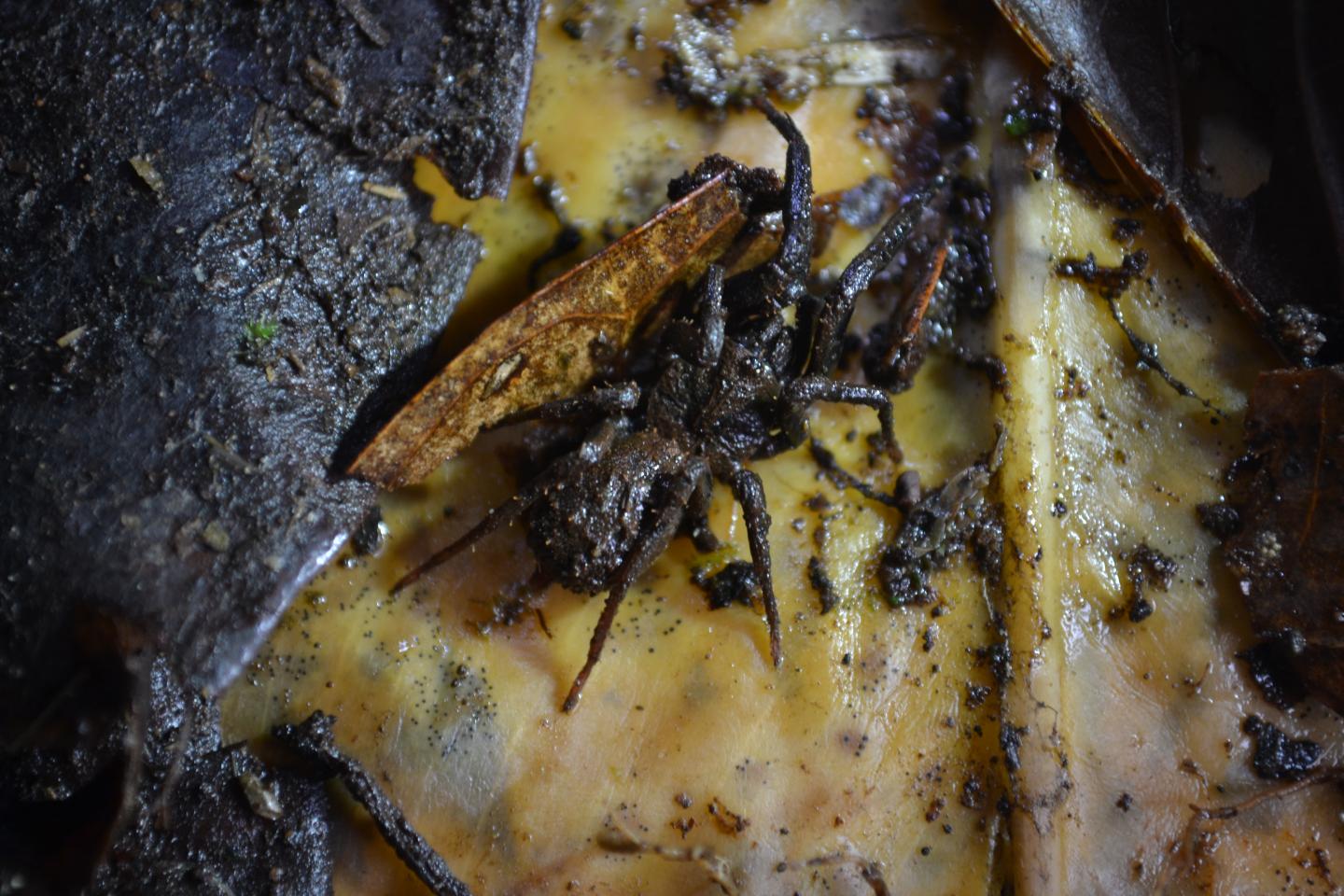 Bald-Legged Spider Species