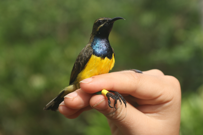 Male Olive Backed Sunbird [IMAGE] | EurekAlert! Science News Releases