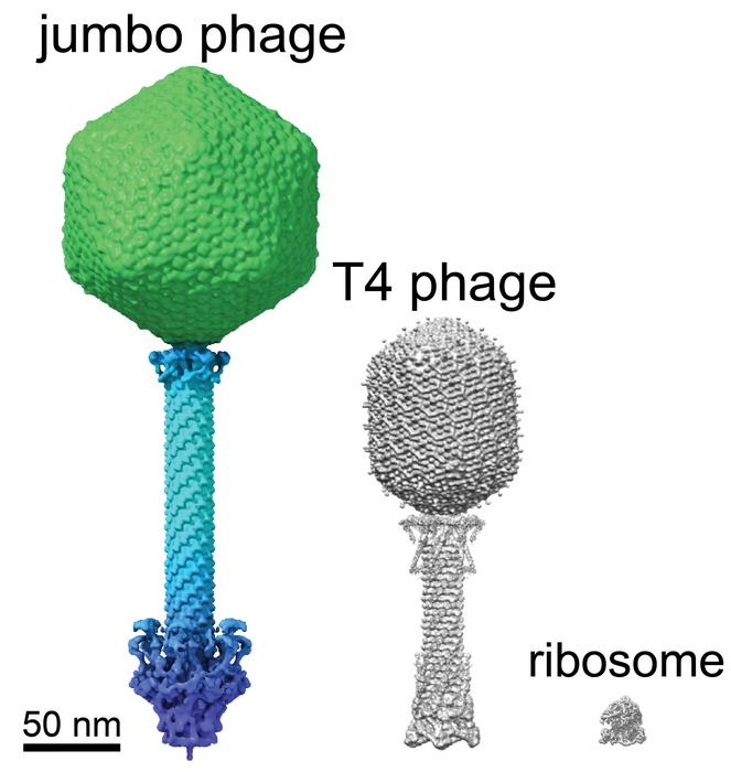 Jumbo phage for scale [IMAGE] | EurekAlert! Science News Releases