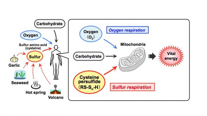 Sulfur respiration in mammals | EurekAlert!