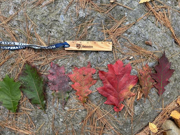 Fall foliage transformation [IMAGE] | EurekAlert! Science News Releases