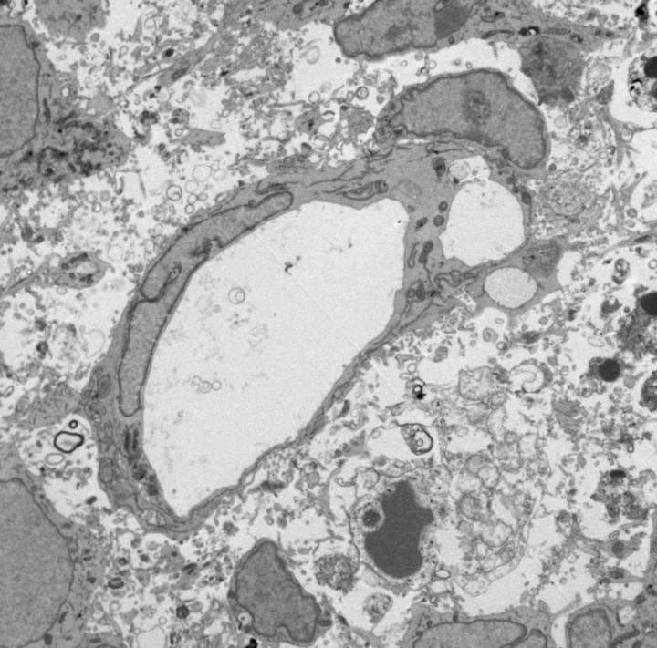 Hollow Tubes [IMAGE] | EurekAlert! Science News Releases