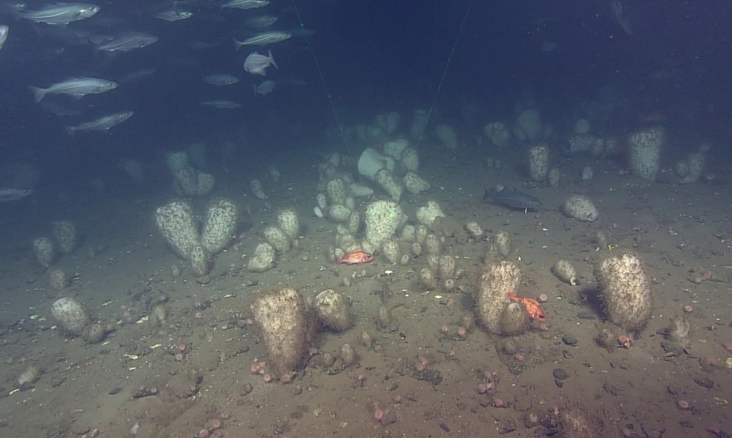 Persistence of glass sponge in face of climat | EurekAlert!